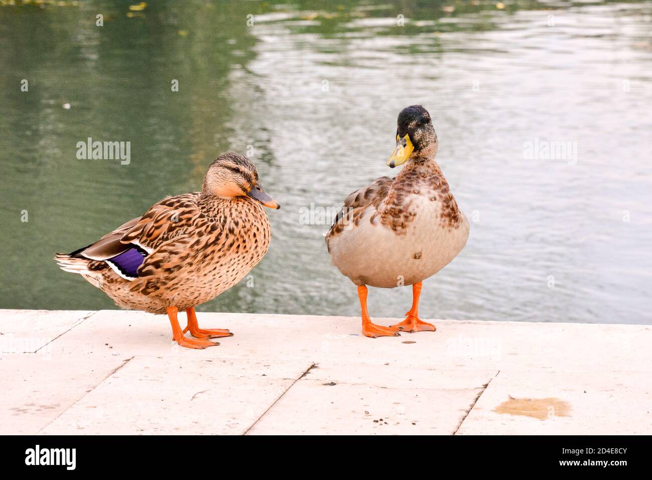 Water Bird Duck Stock Photo - Alamy
