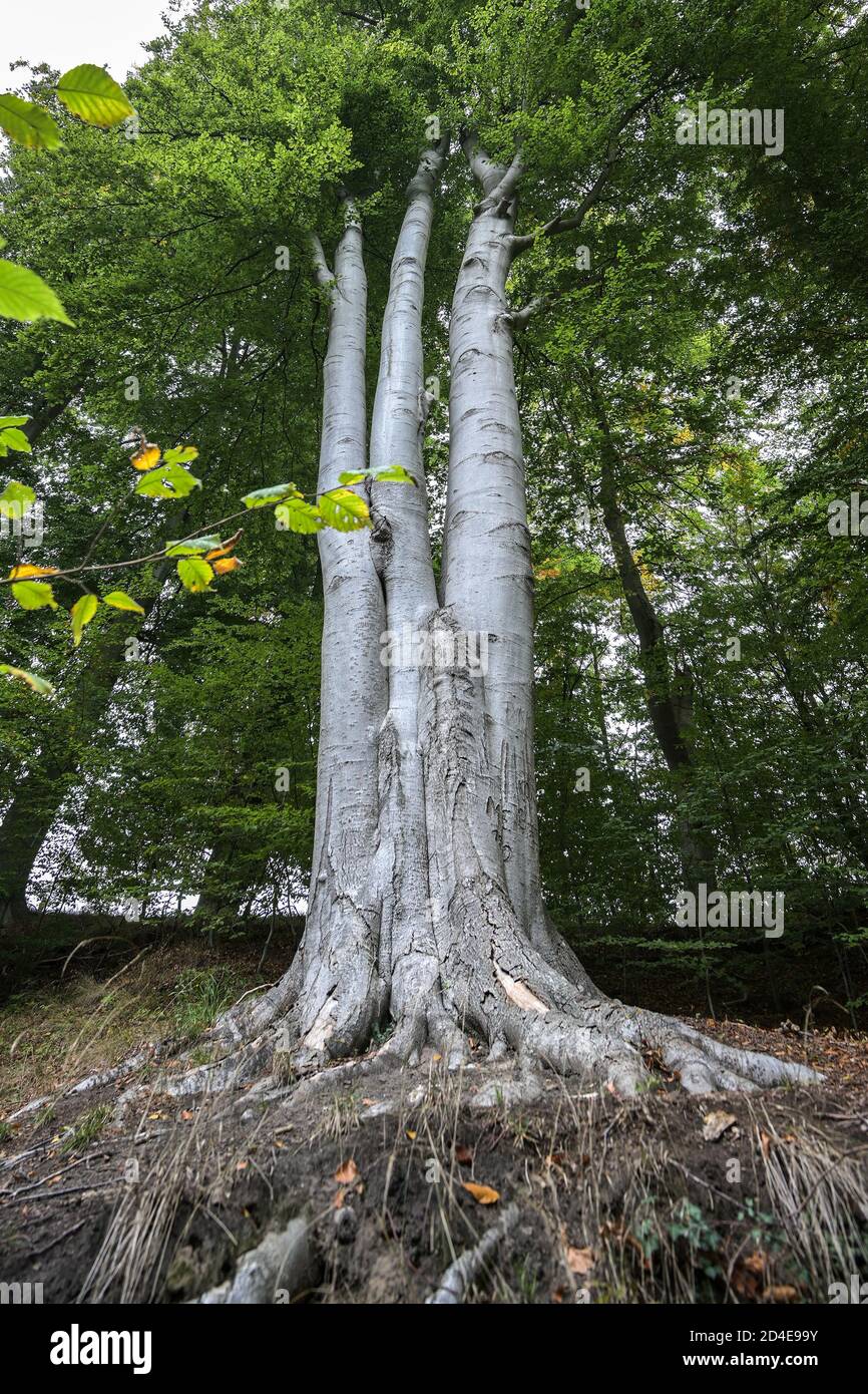 Beech family hi-res stock photography and images - Alamy