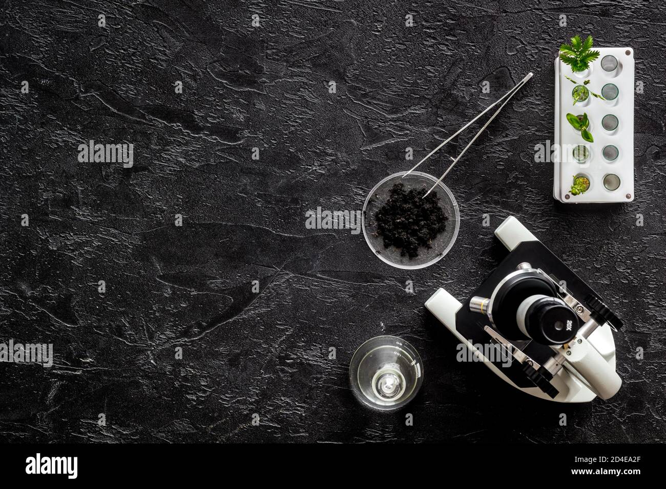 Phytopathological examining soil and plants with microscope in lab ...