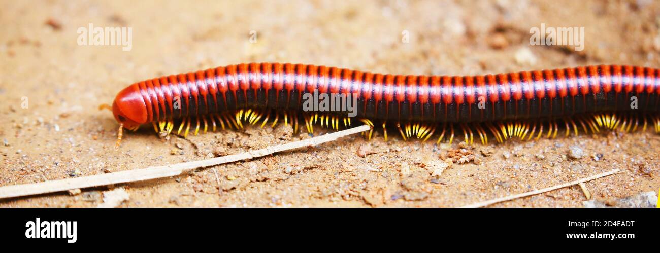 Red millipede hi-res stock photography and images - Alamy