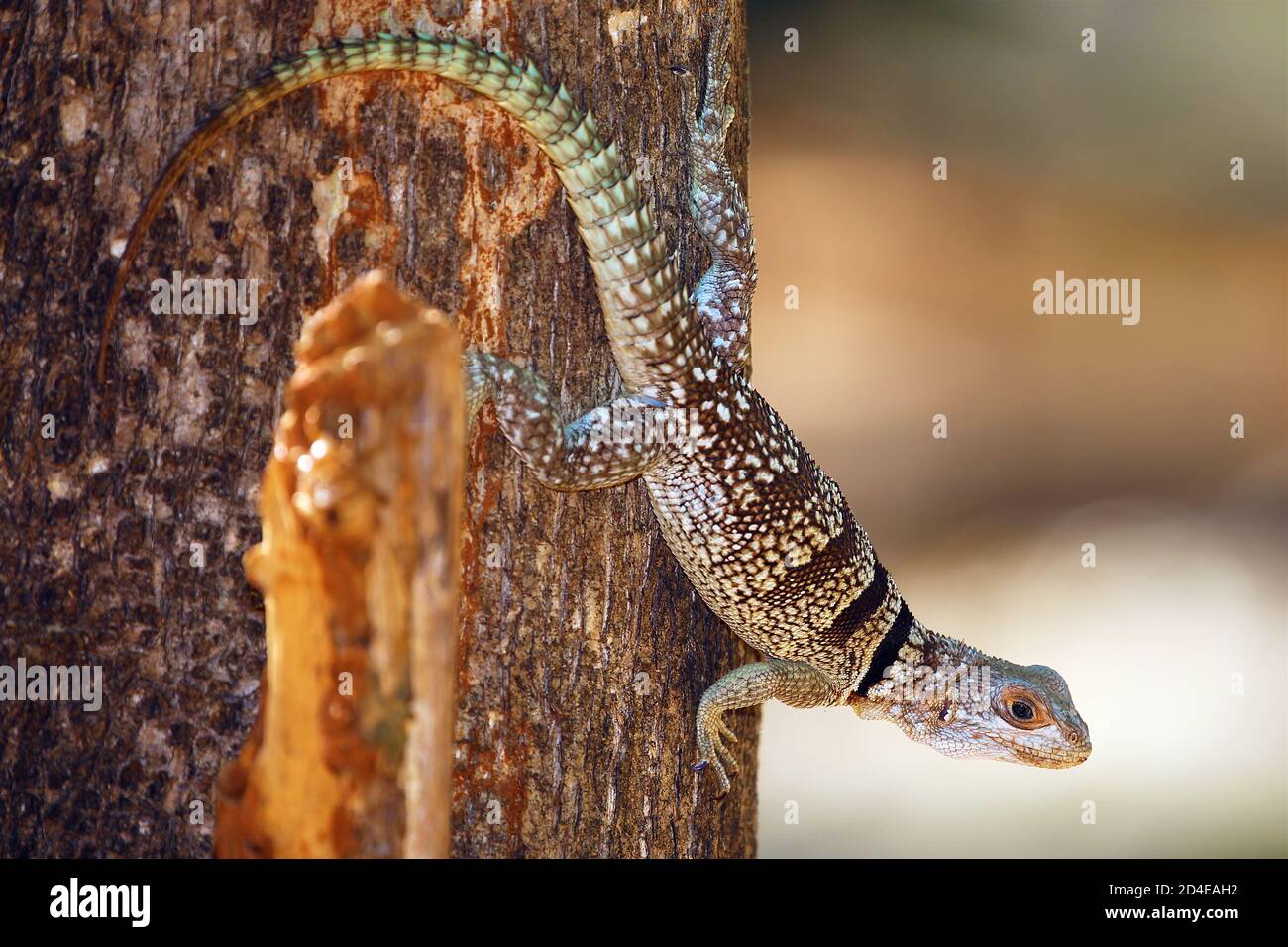 Collared tree lizard hi-res stock photography and images - Alamy