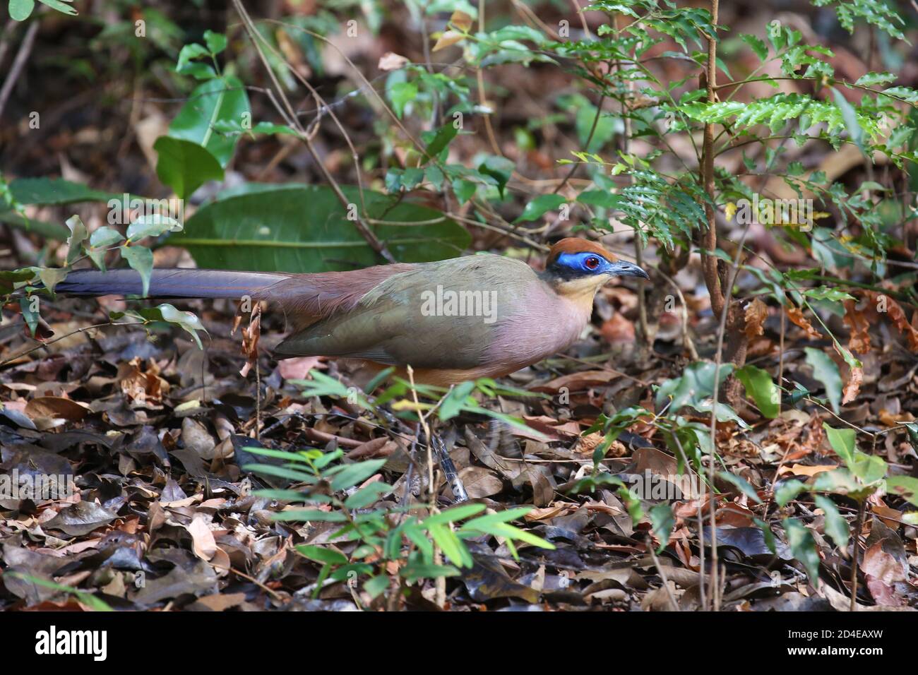 Red-capped coua, endemic bird of Madagascar Stock Photo - Alamy