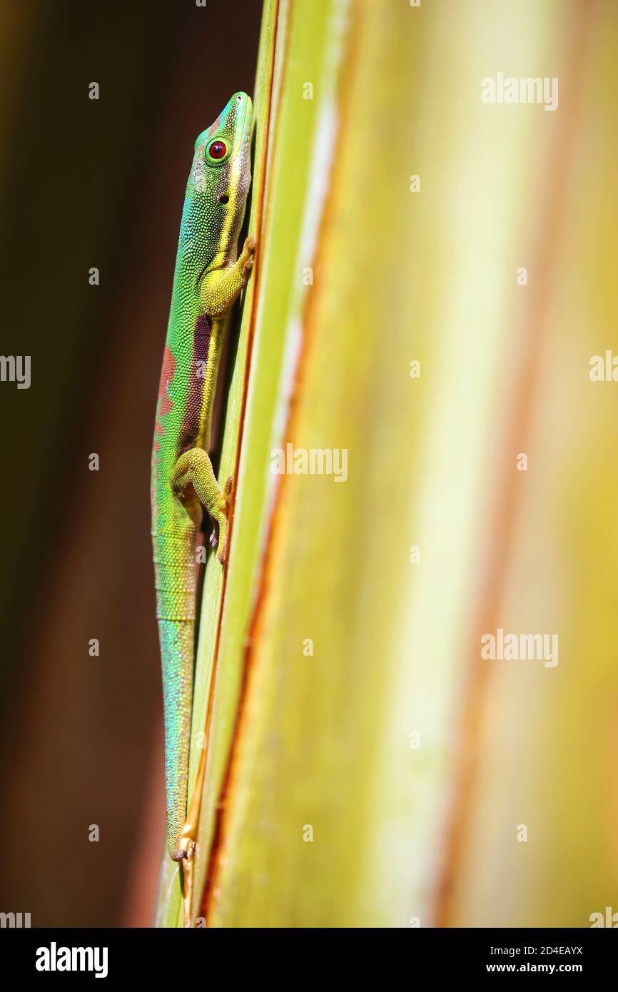 Side view of colorful gecko of Madagascar Stock Photo - Alamy