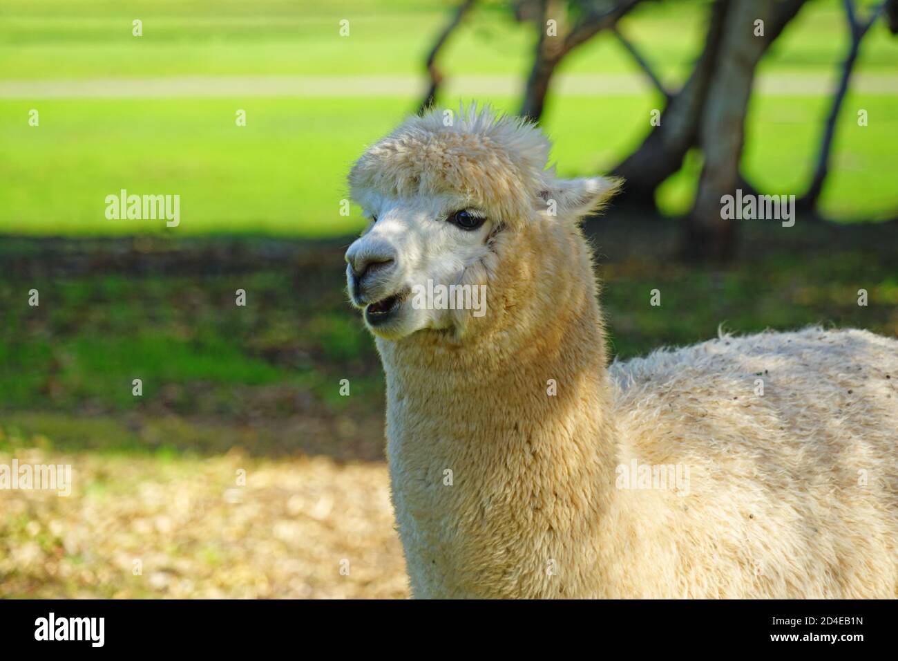 A white alpaca on the grass in a farm in Australia Stock Photo - Alamy