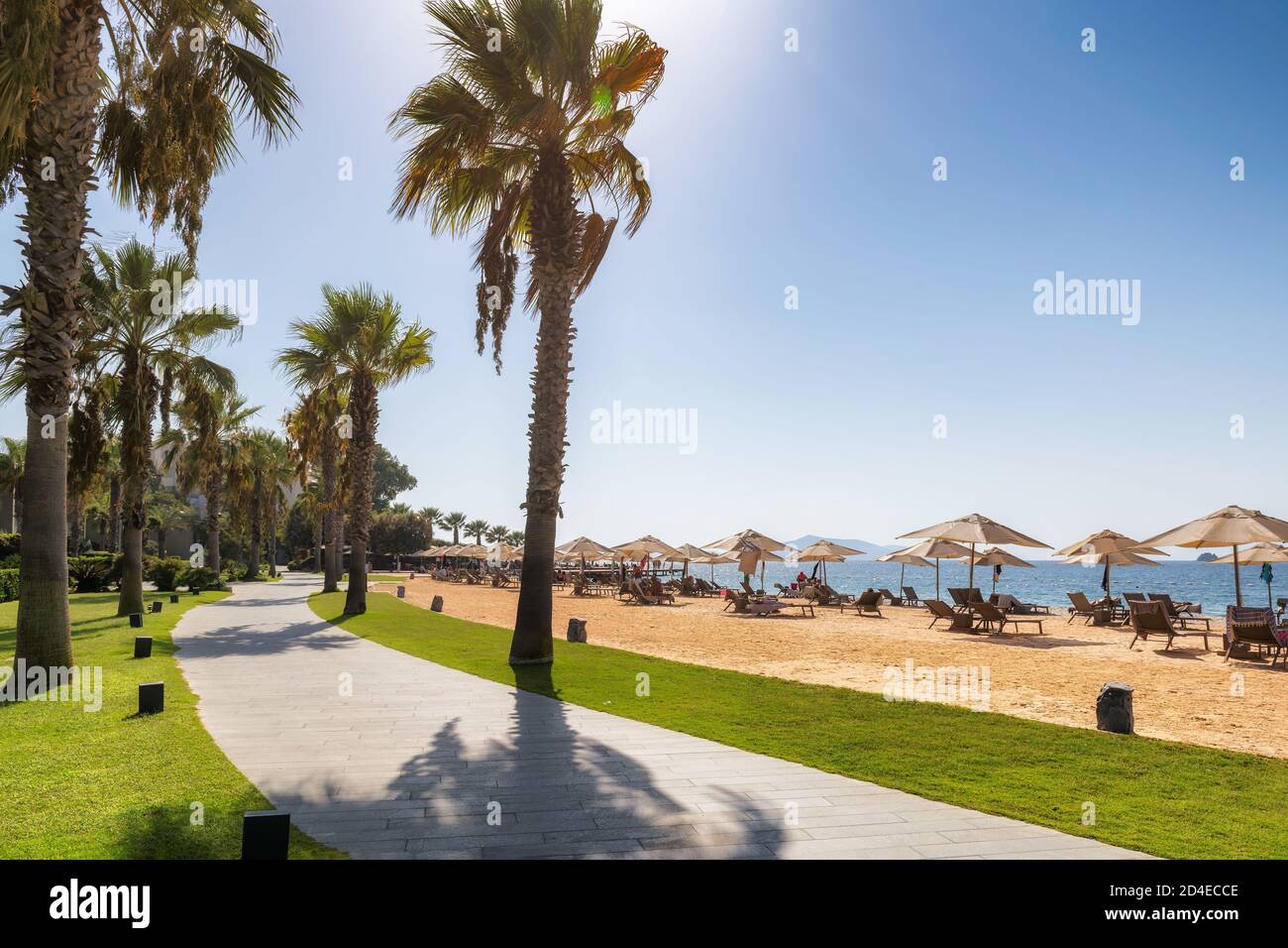 Sun umbrellas and Palm trees in Aegean sea beach Stock Photo - Alamy