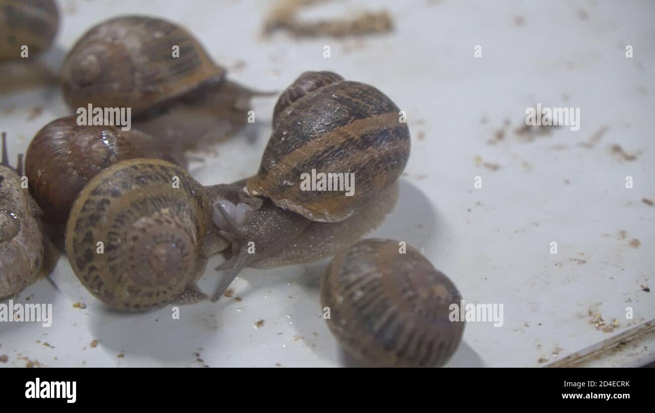 Active escargots on wooden shelves in agriculture snails farm. Organic ...