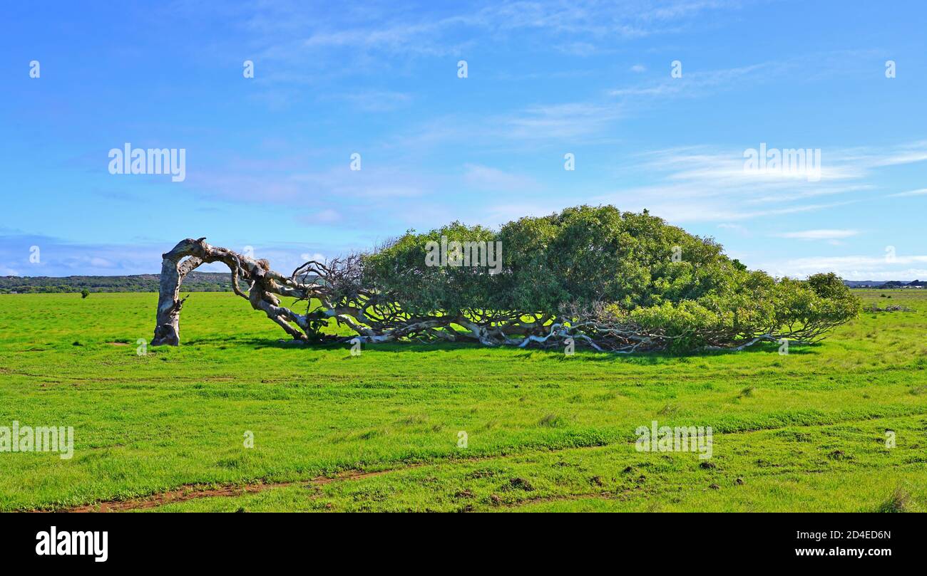 View of a Leaning Tree river red gum (eucalyptus camaldulensis) in ...