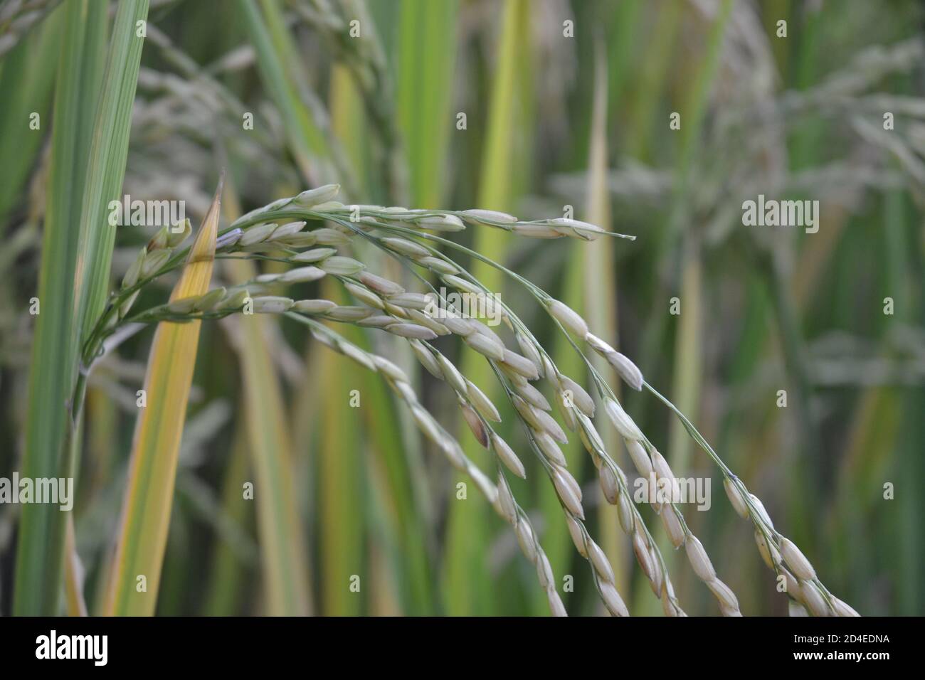 green and yellow paddy fields with paddy near to harvest in the ...