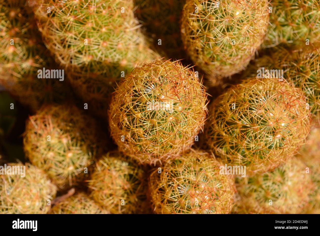 Cactus Texture Background Stock Photo - Alamy