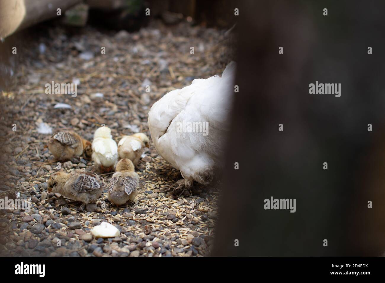 Breeding chickens hi-res stock photography and images - Alamy
