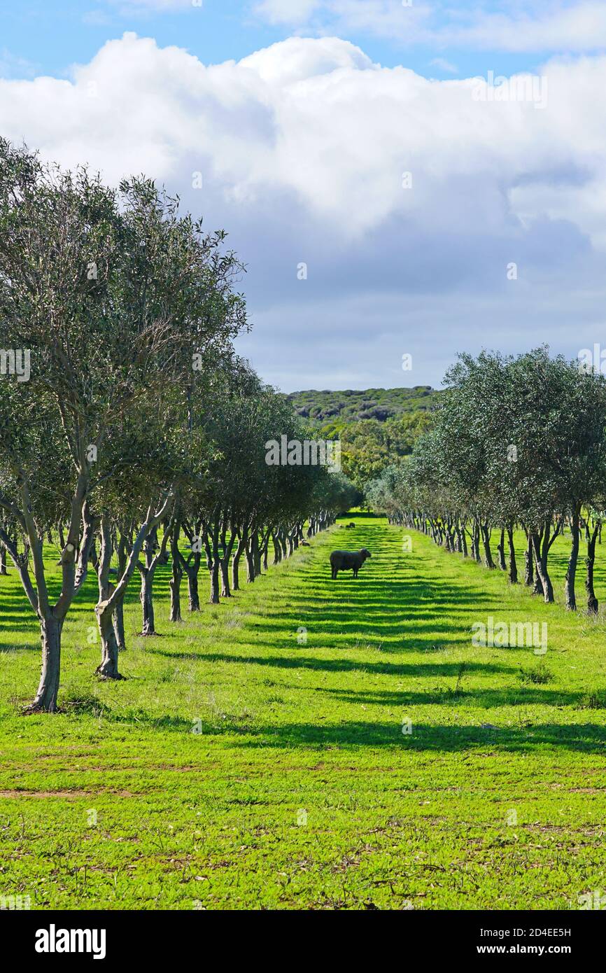 View of sheep and lamb grazing in an olive tree grove in Greenough ...