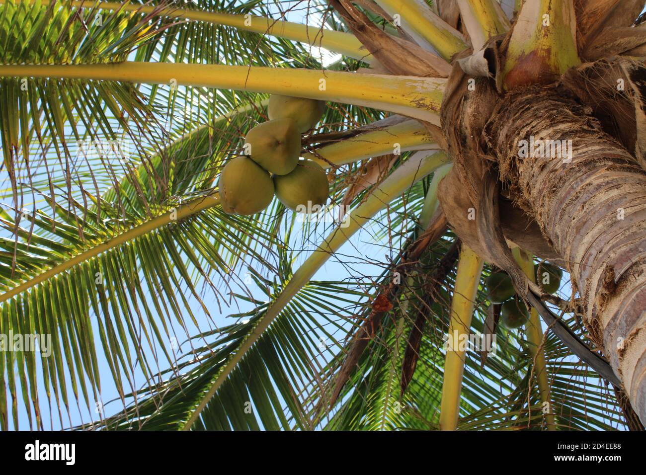 palm tree coconut brazilian beach Stock Photo - Alamy