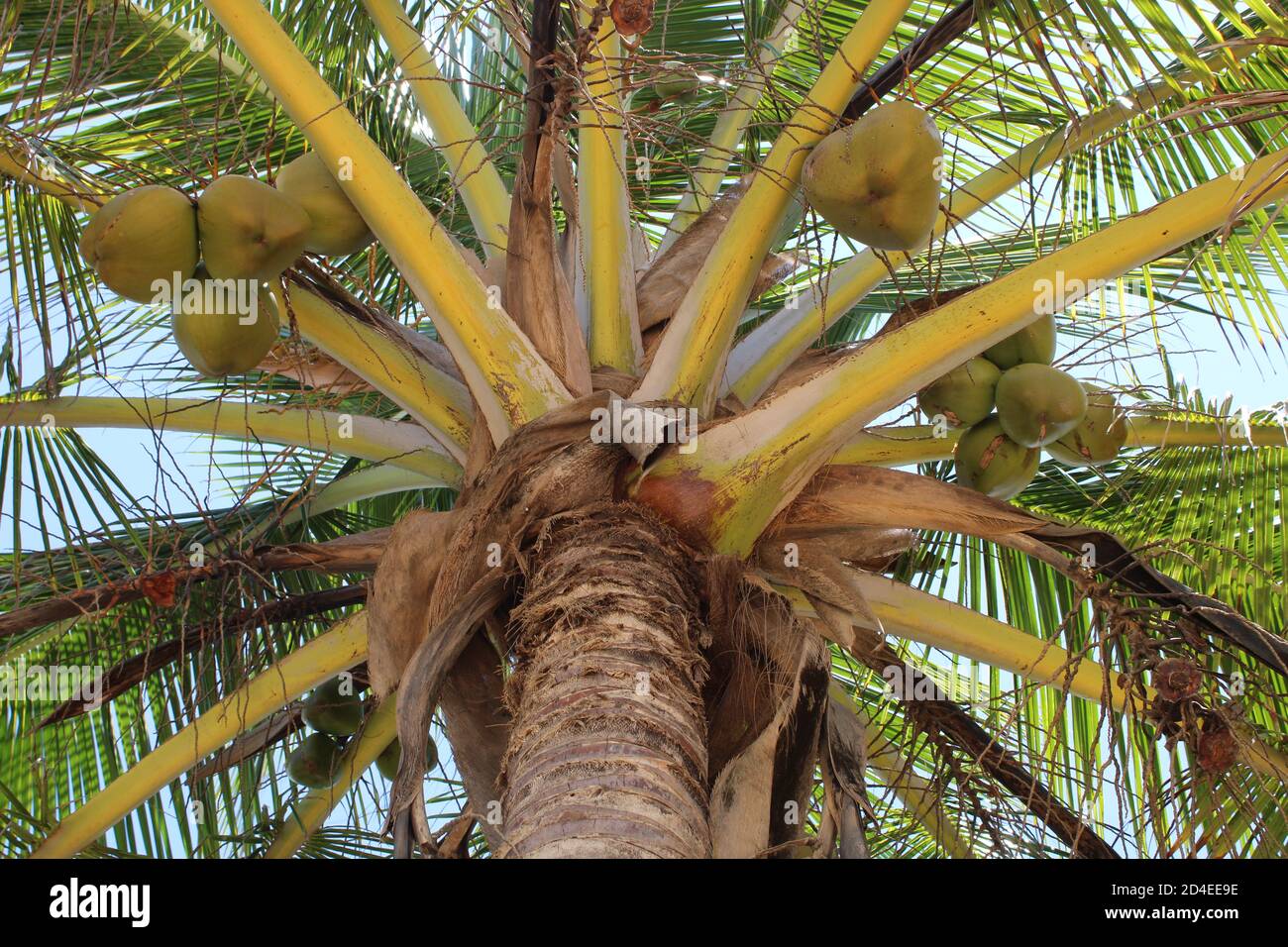 palm tree coconut brazilian beach Stock Photo - Alamy