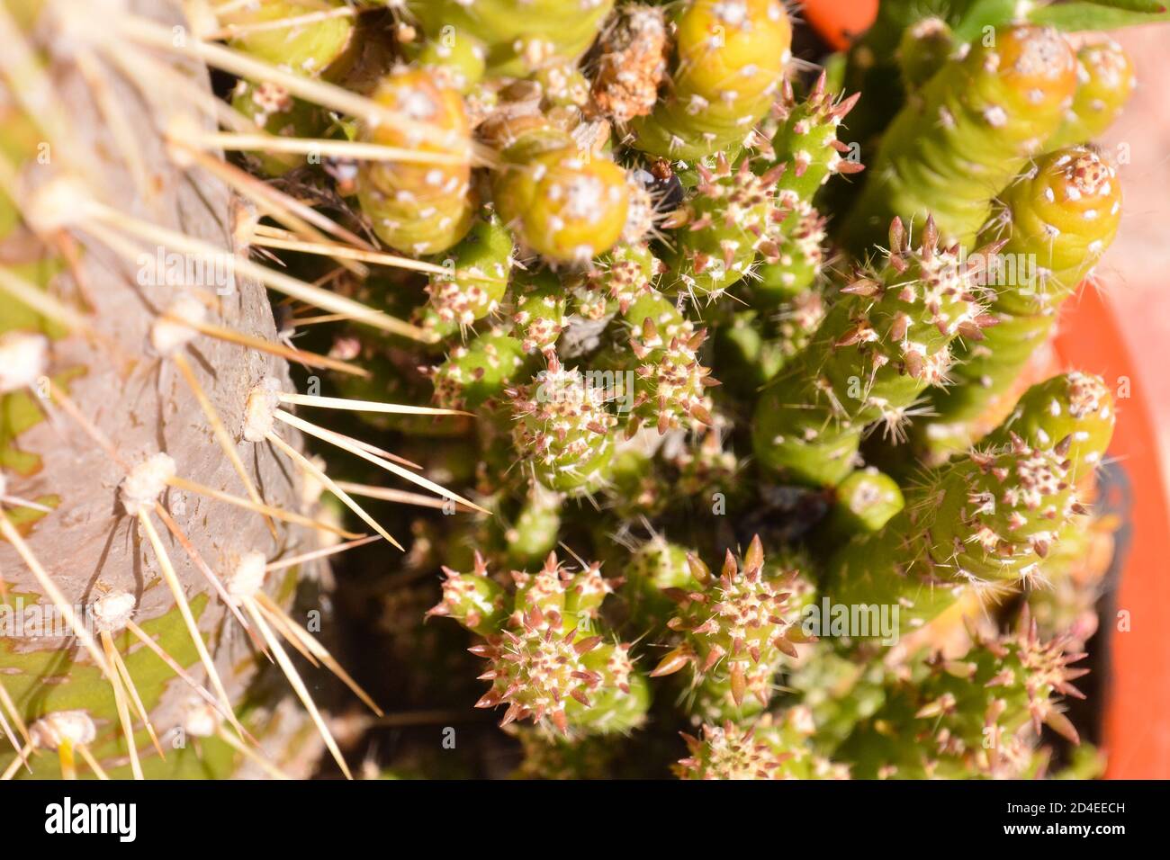 Cactus Texture Background Stock Photo - Alamy