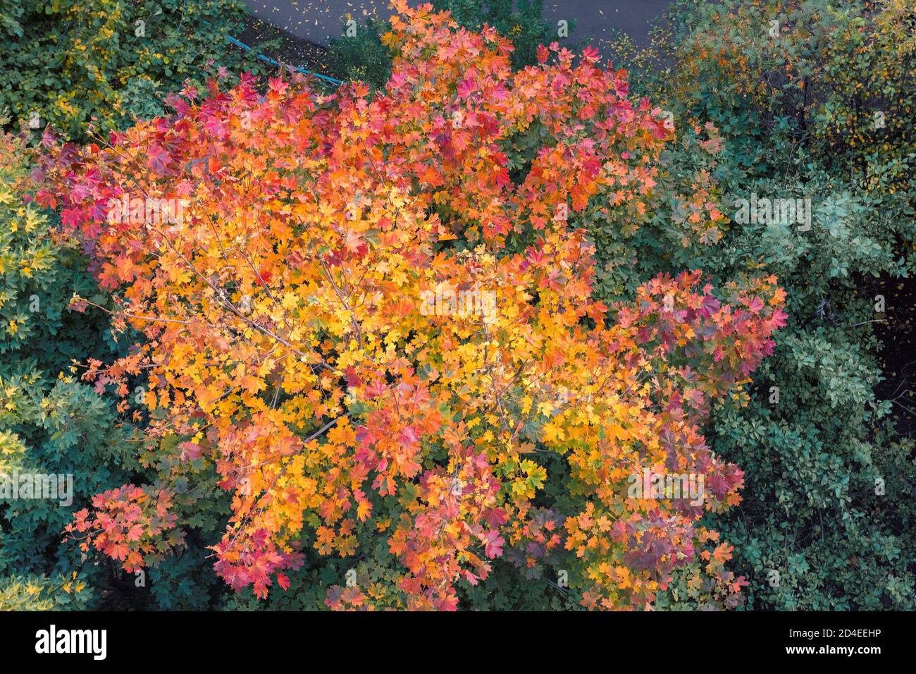 Top view red maple tree hi-res stock photography and images - Alamy