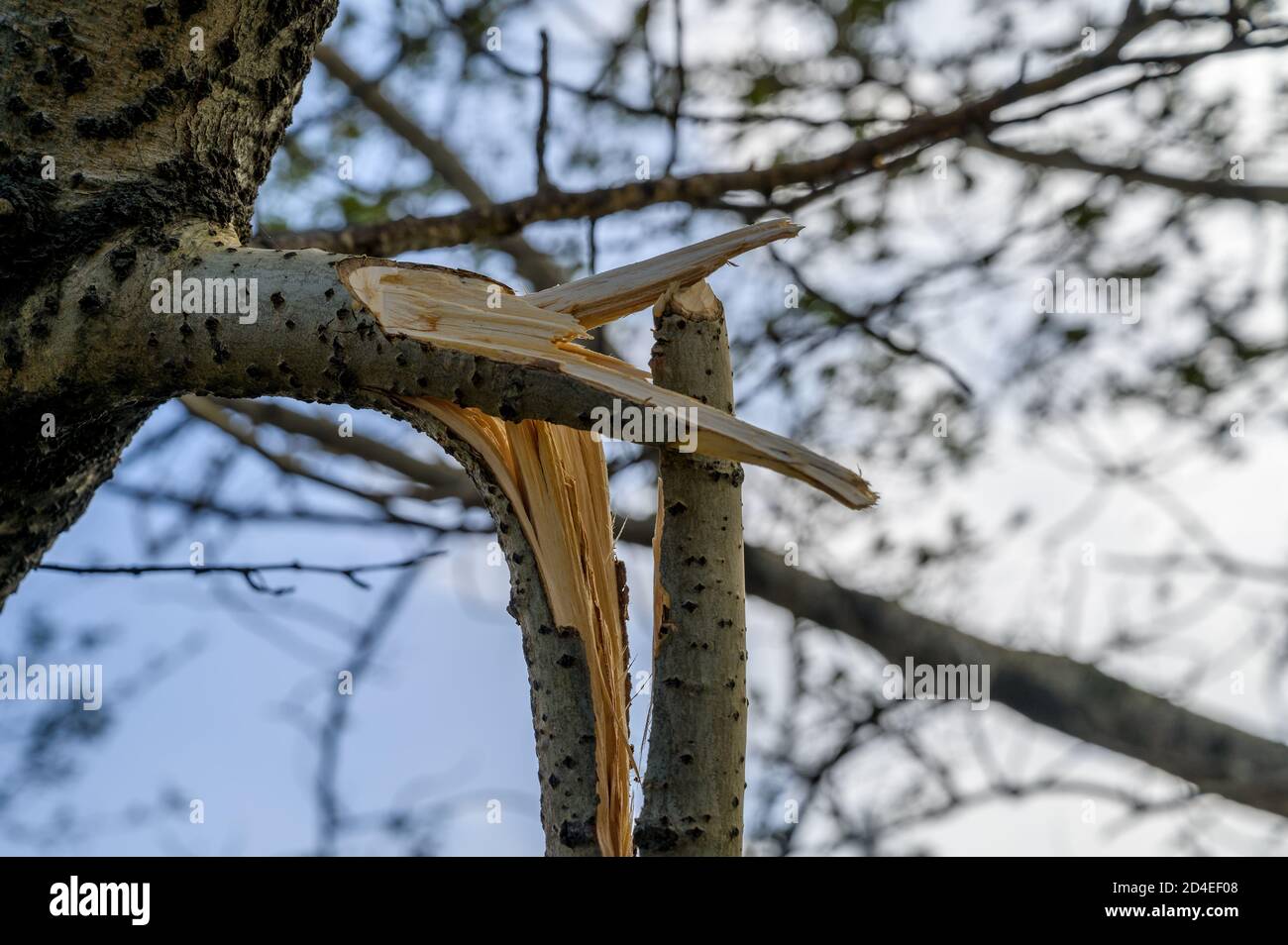 Broken off trees hi-res stock photography and images - Alamy