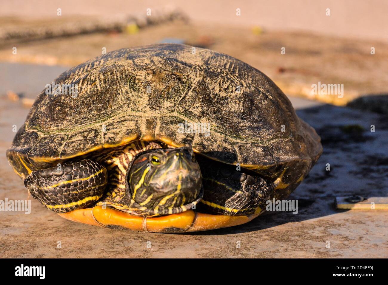 Trachemys Scripta Elegans Tortoise Stock Photo - Alamy
