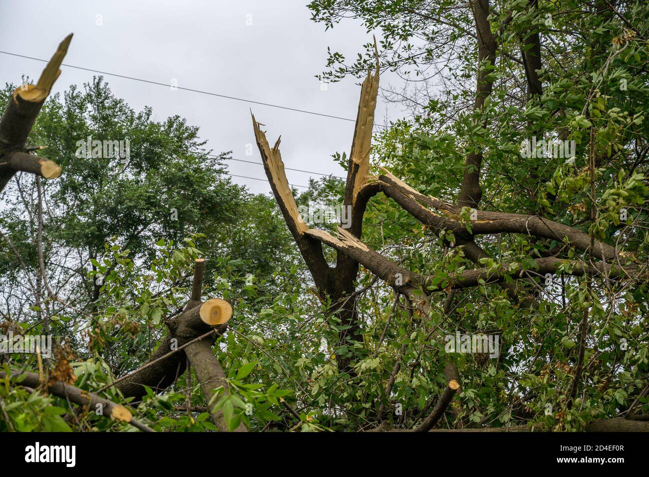 Broken off trees hi-res stock photography and images - Alamy