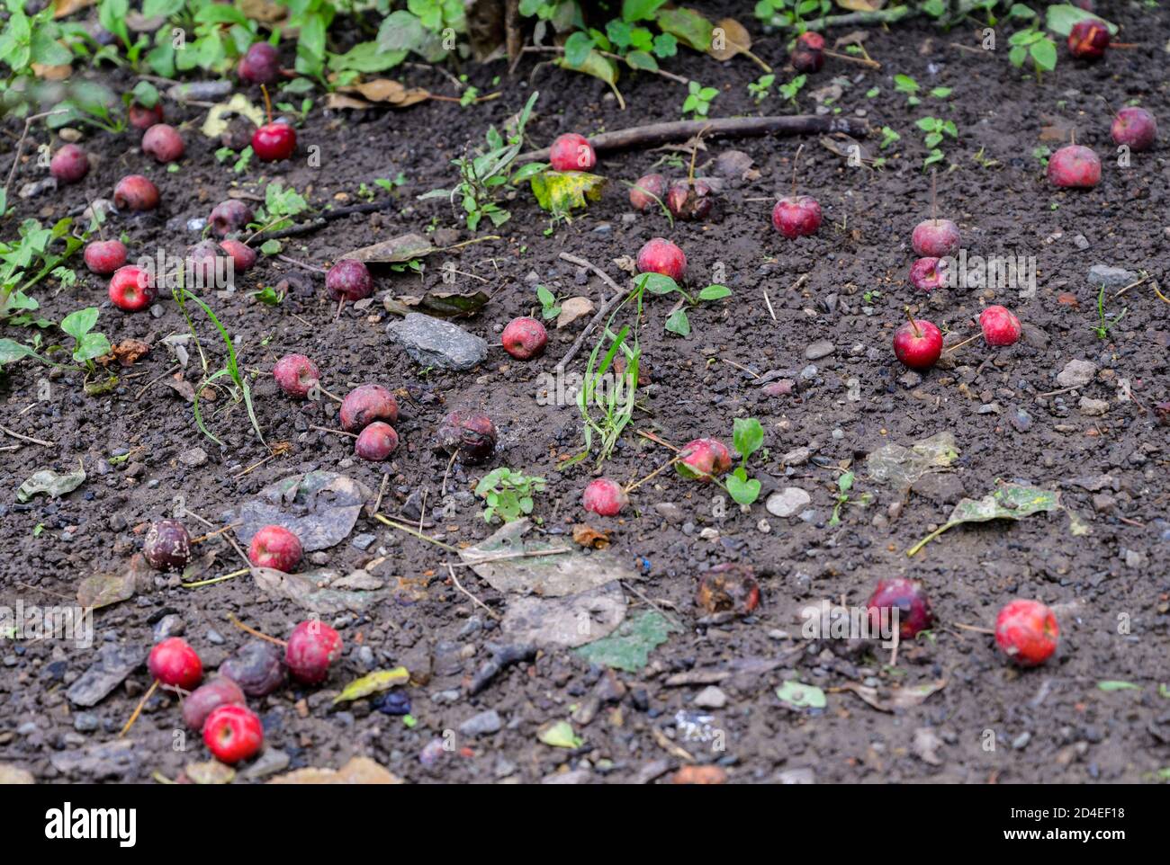 Rotten mass hi-res stock photography and images - Alamy