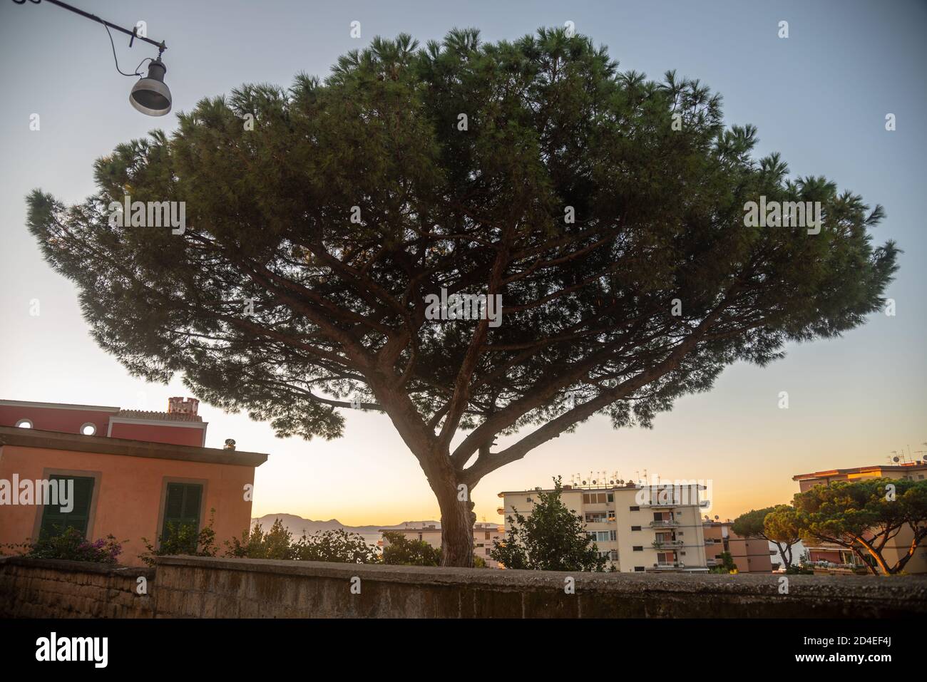 Mediterranean pine hi-res stock photography and images - Alamy