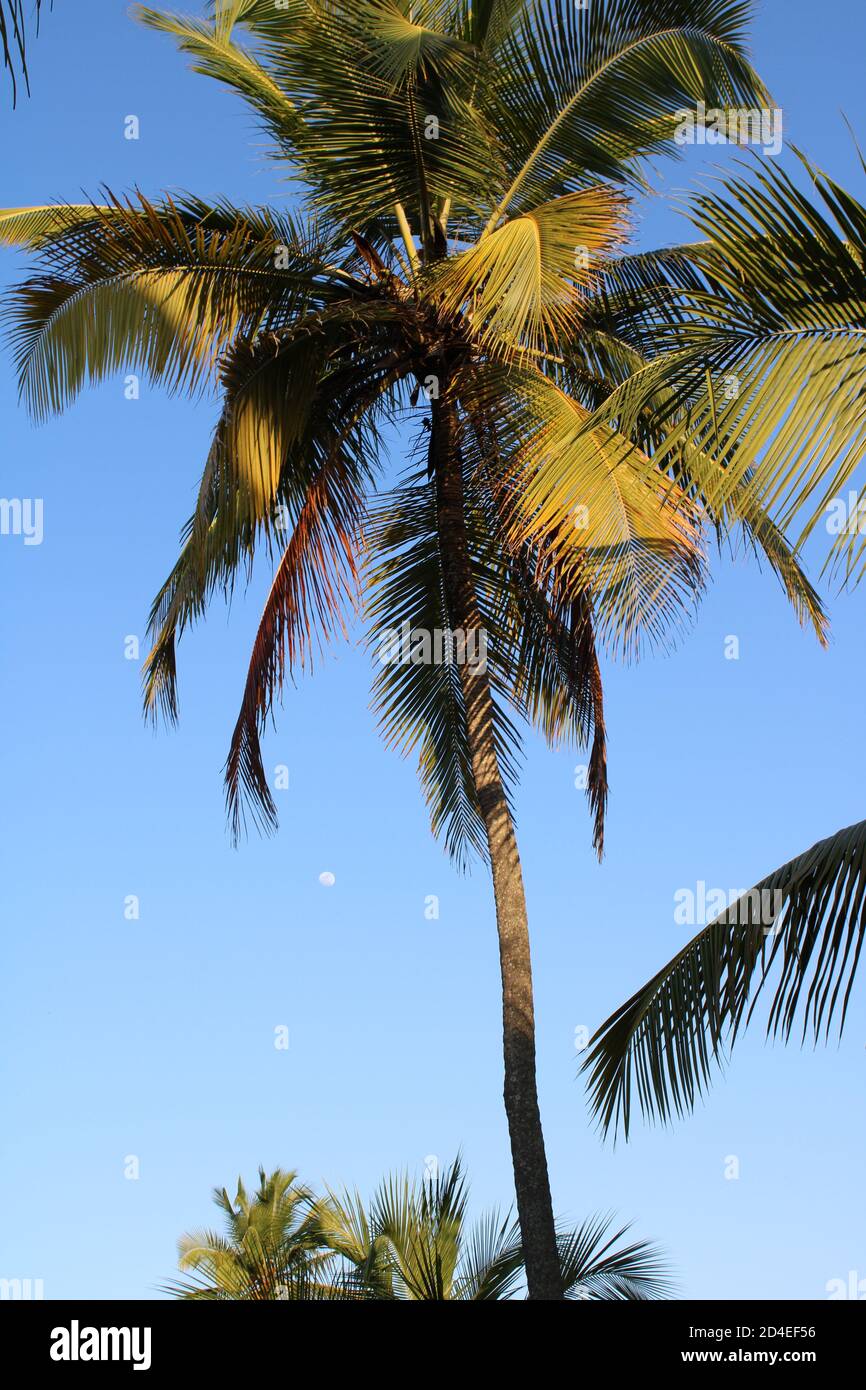 palm tree coconut brazilian beach Stock Photo - Alamy