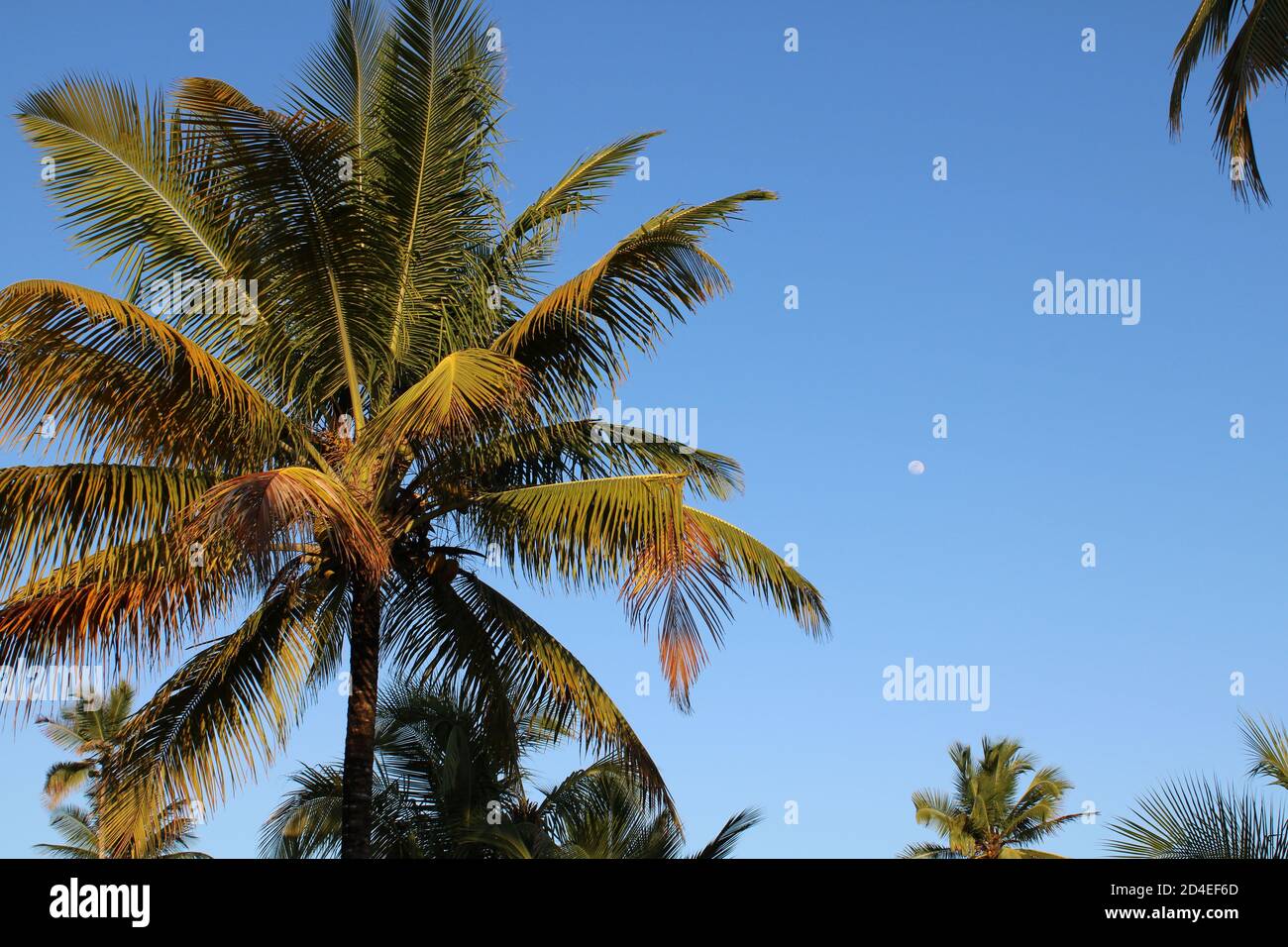 palm tree coconut brazilian beach Stock Photo - Alamy