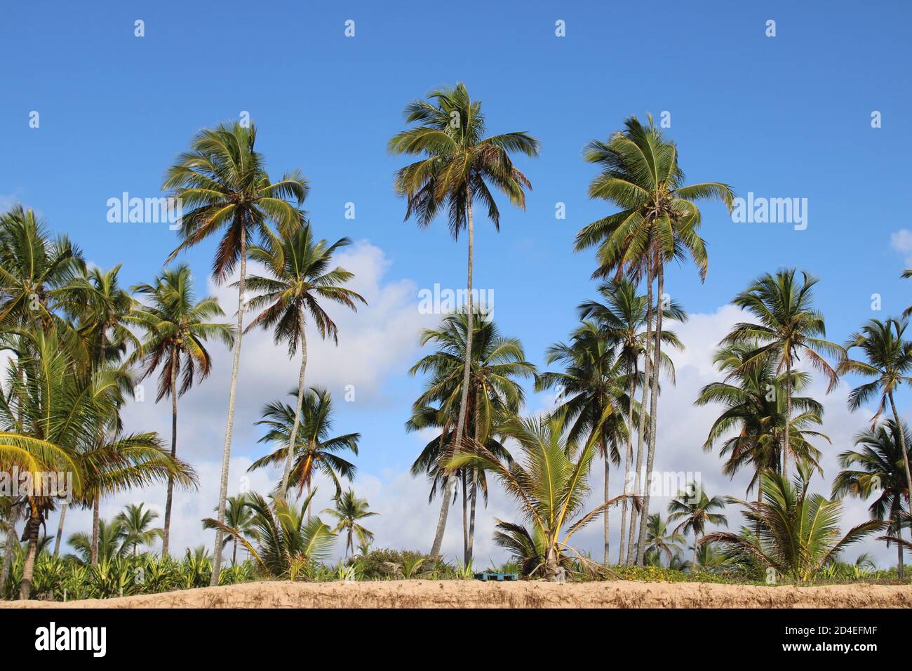 palm tree coconut brazilian beach Stock Photo - Alamy