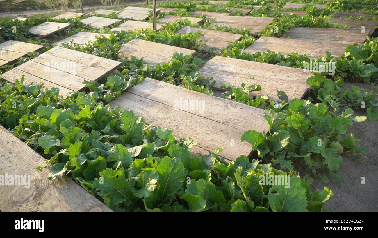 Helix Aspersa Muller, Maxima Snail, Organic Farming, Snail Farming ...