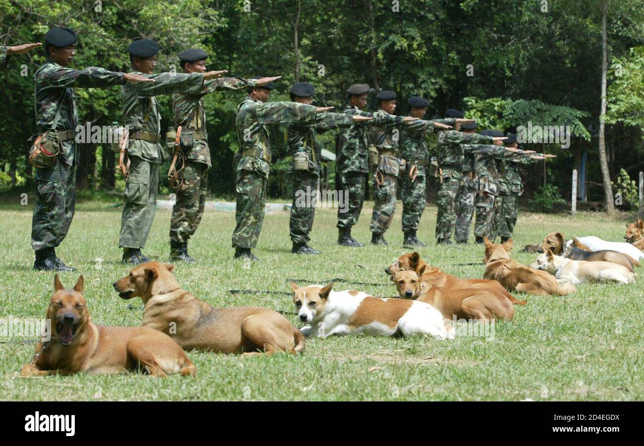 Group Stray Dogs High Resolution Stock Photography and Images - Alamy