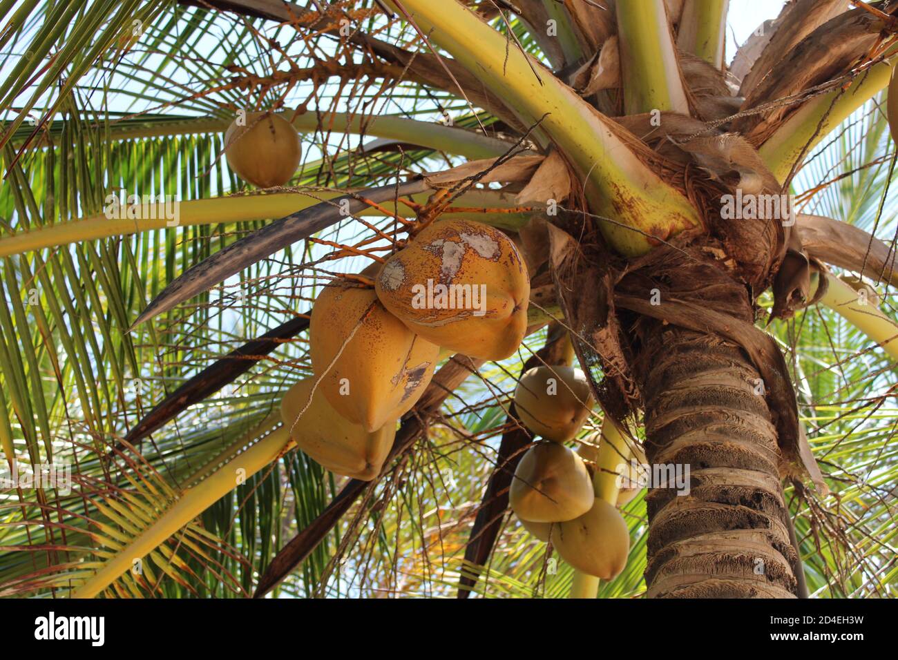 palm tree coconut brazilian beach Stock Photo - Alamy