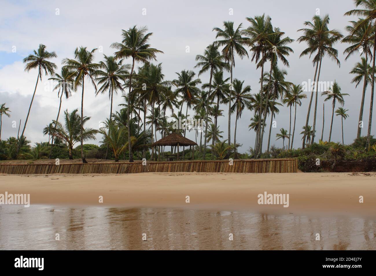 palm tree coconut brazilian beach Stock Photo - Alamy