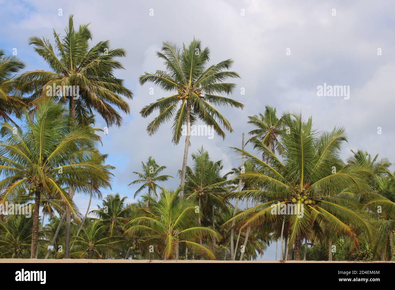 palm tree coconut brazilian beach Stock Photo - Alamy