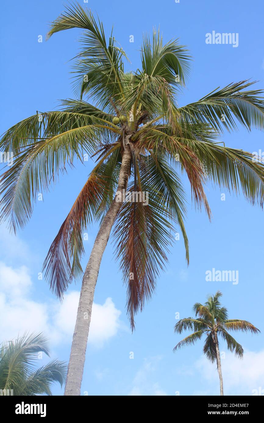palm tree coconut brazilian beach Stock Photo - Alamy