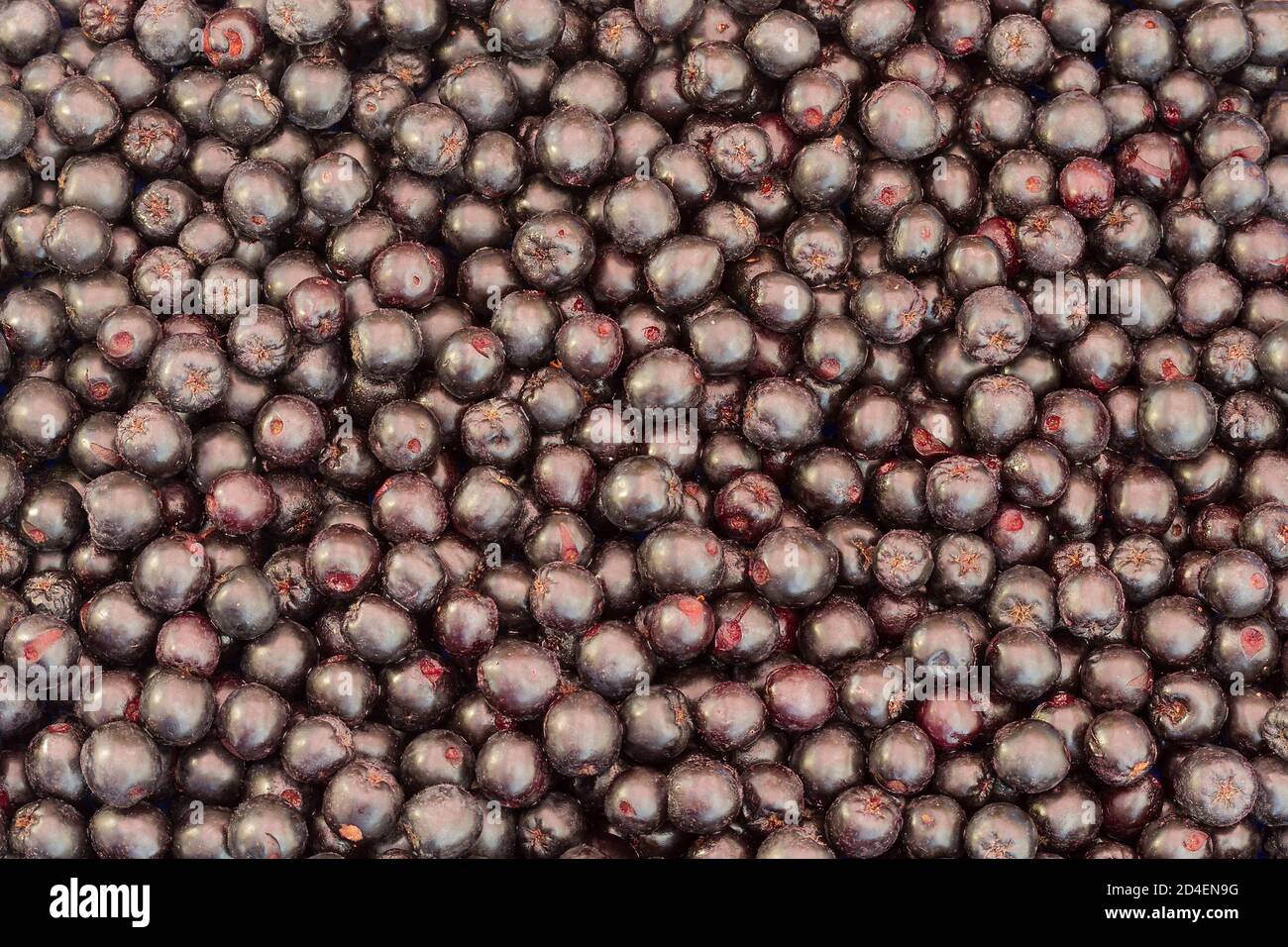 Russia. Moscow region. Berries and fruits. Aronia berries in bulk Stock ...