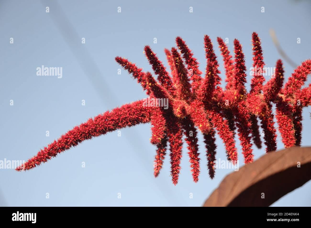 Amaranth plant hi-res stock photography and images - Alamy