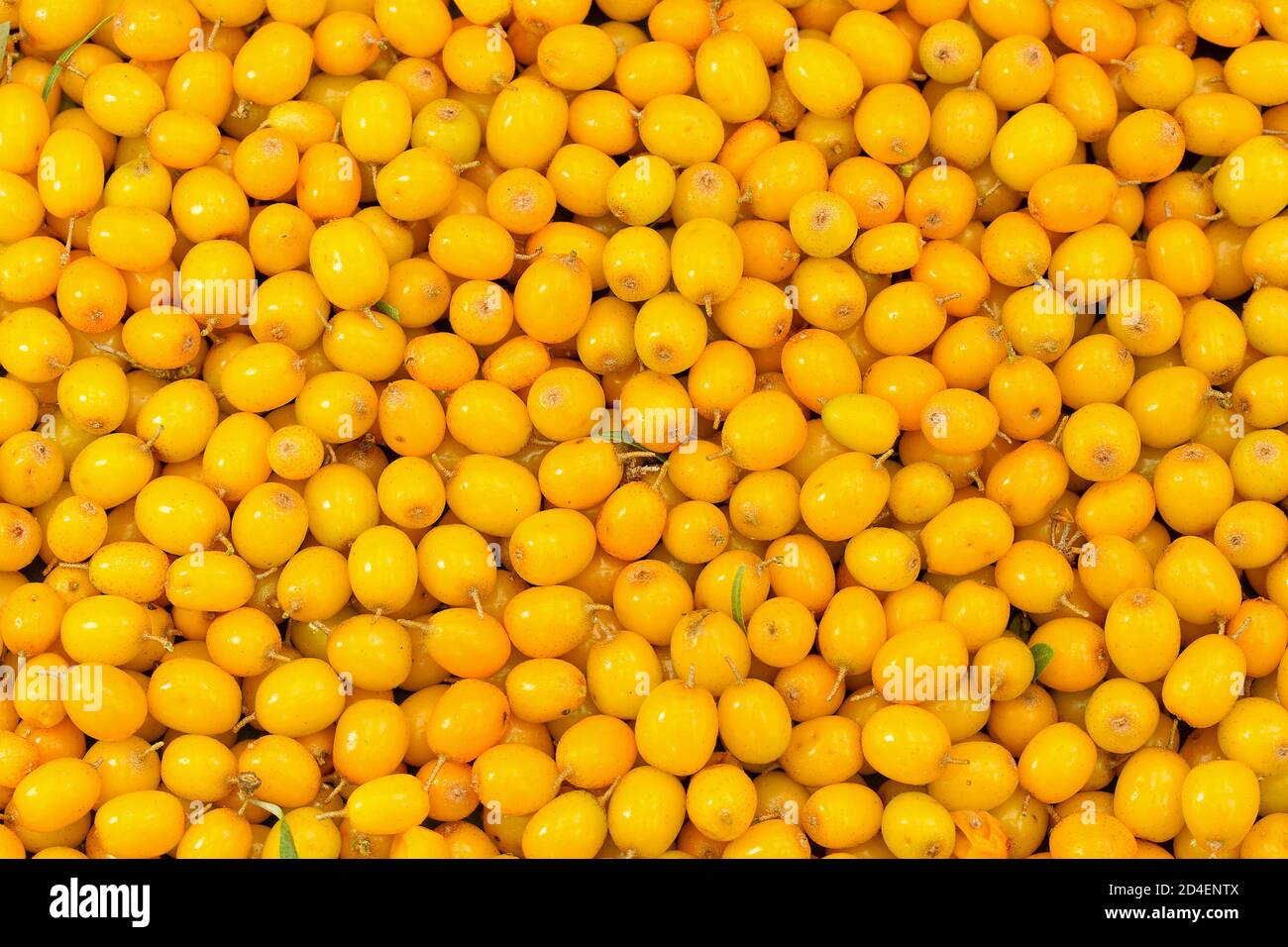 Russia. Moscow region. Berries and fruits. Sea buckthorn berries in ...