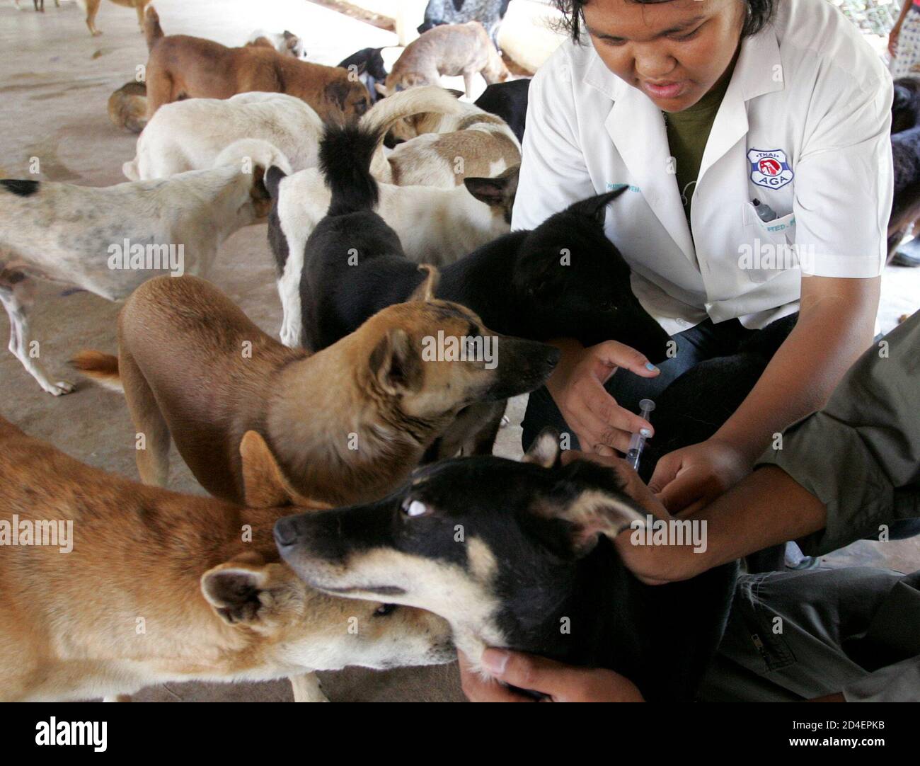 Asian stray dogs hi-res stock photography and images - Alamy