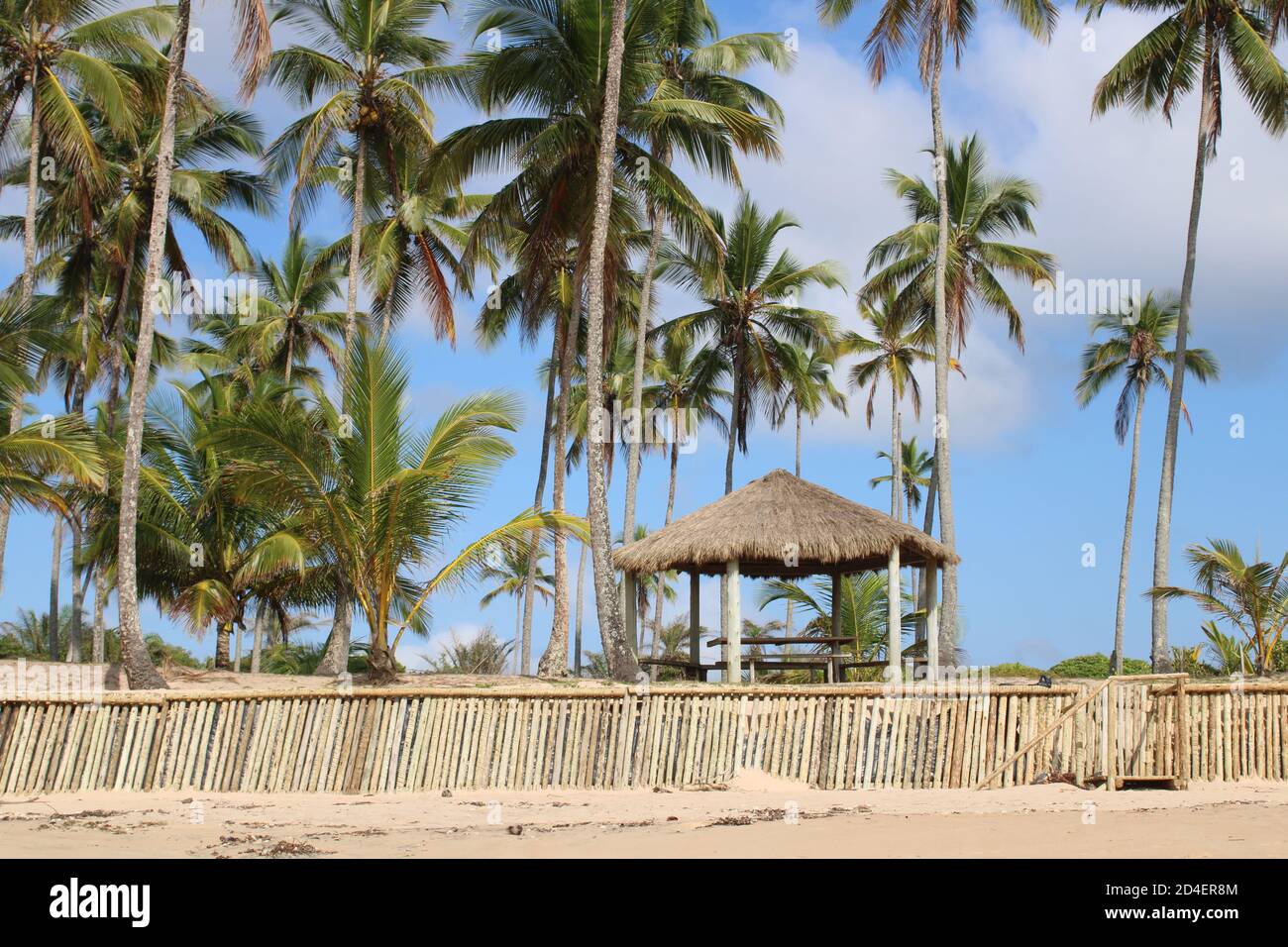 palm tree coconut brazilian beach Stock Photo - Alamy