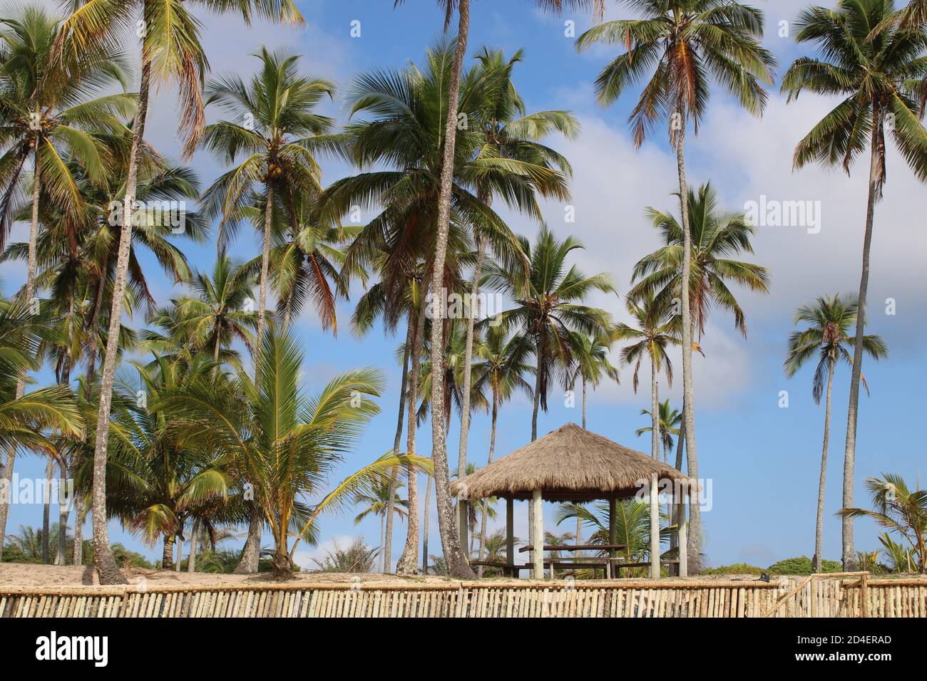 palm tree coconut brazilian beach Stock Photo - Alamy