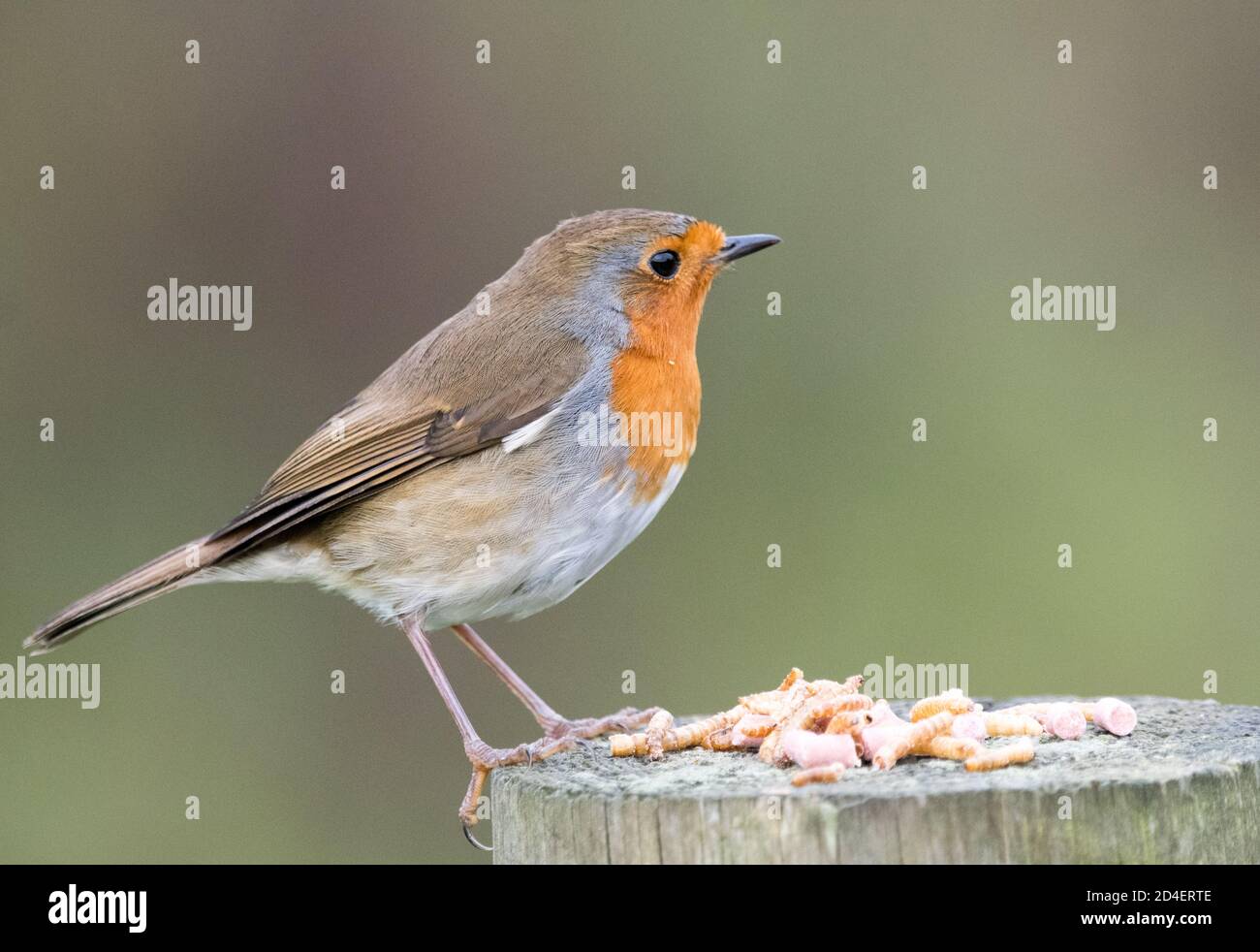 Robin Wings High Resolution Stock Photography and Images - Alamy
