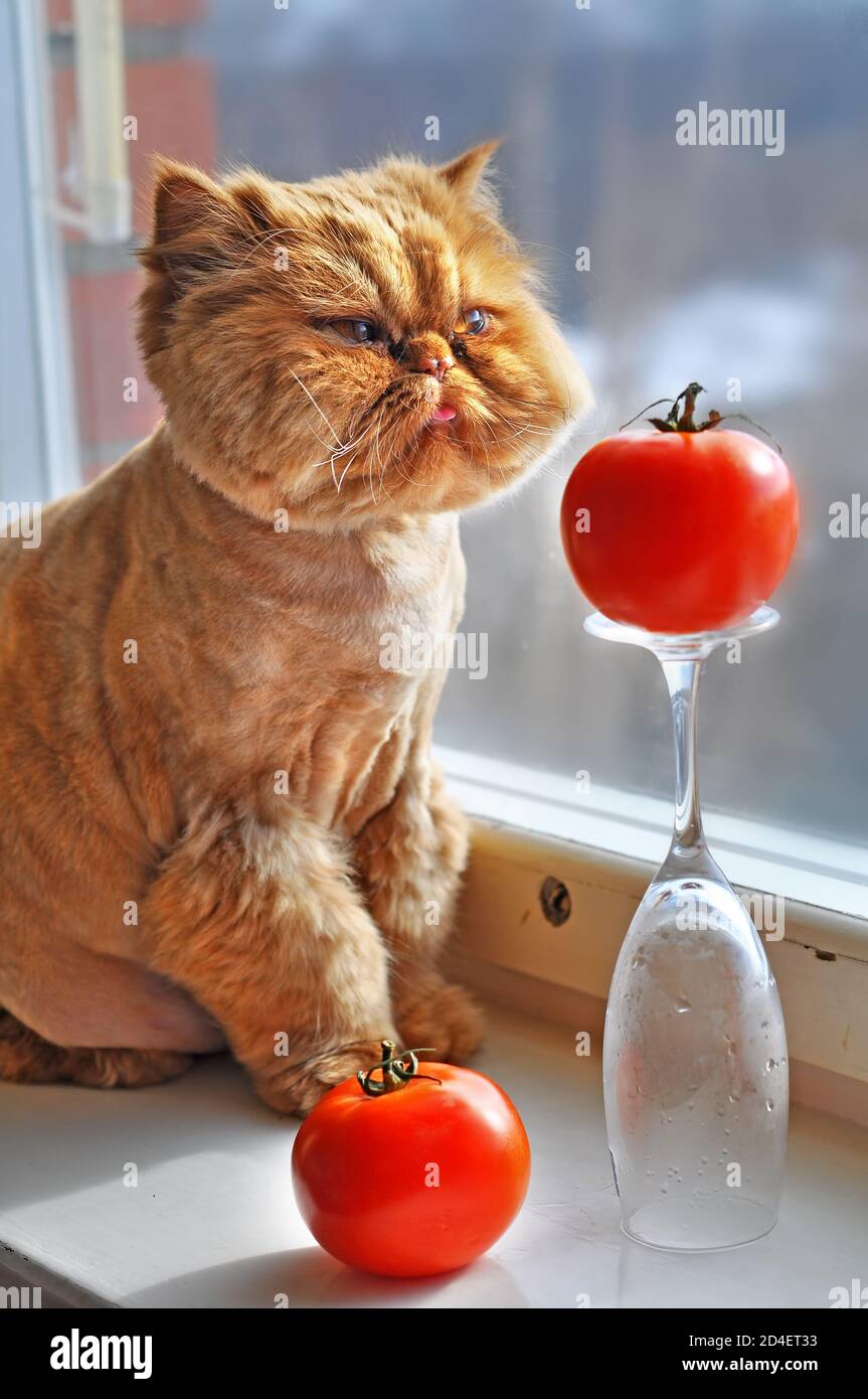 Funny red cat is sitting with red tomato Stock Photo - Alamy