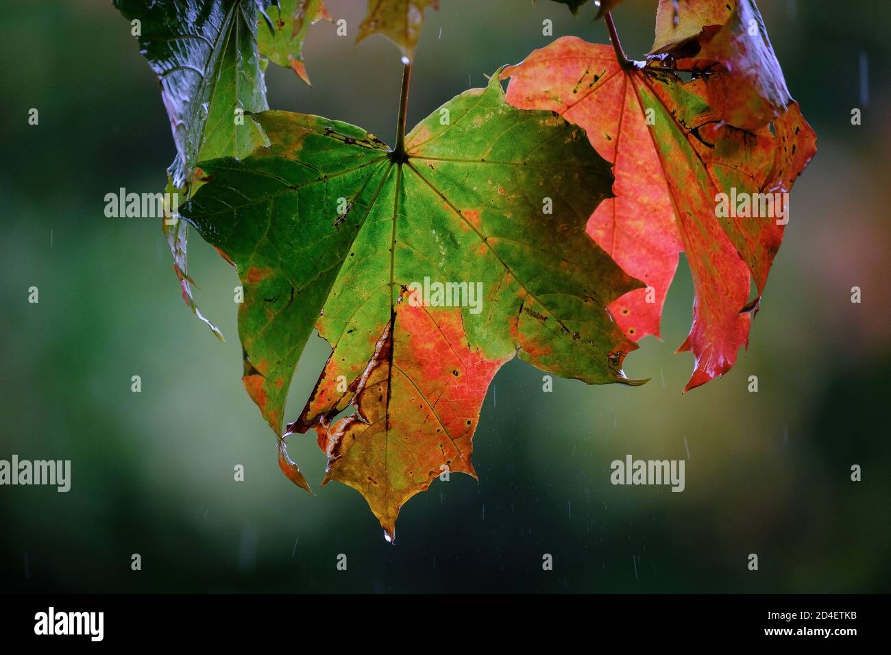 Leaves changing colour in autumn Stock Photo - Alamy