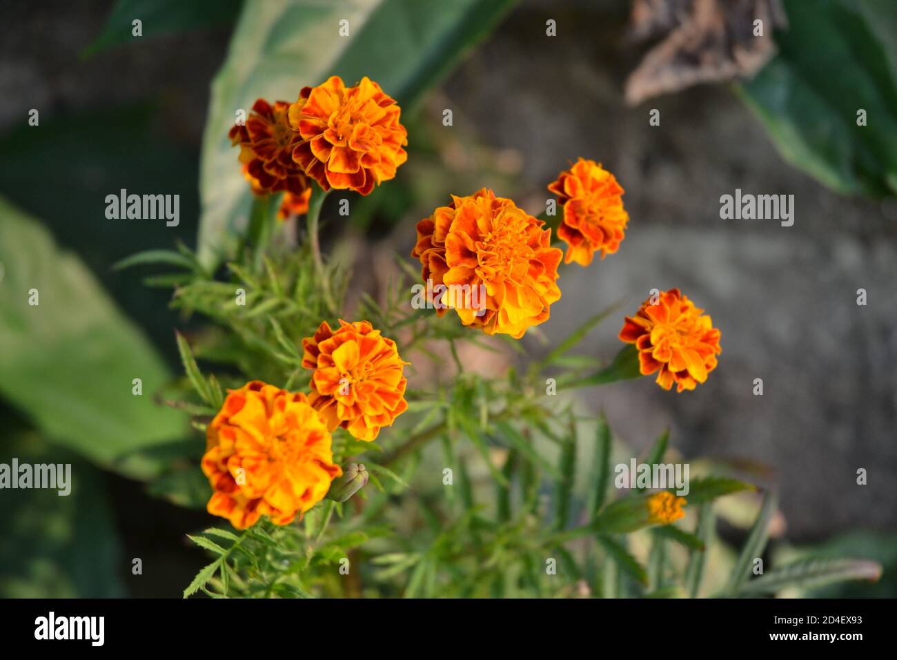 Buy marigolds hi-res stock photography and images - Alamy
