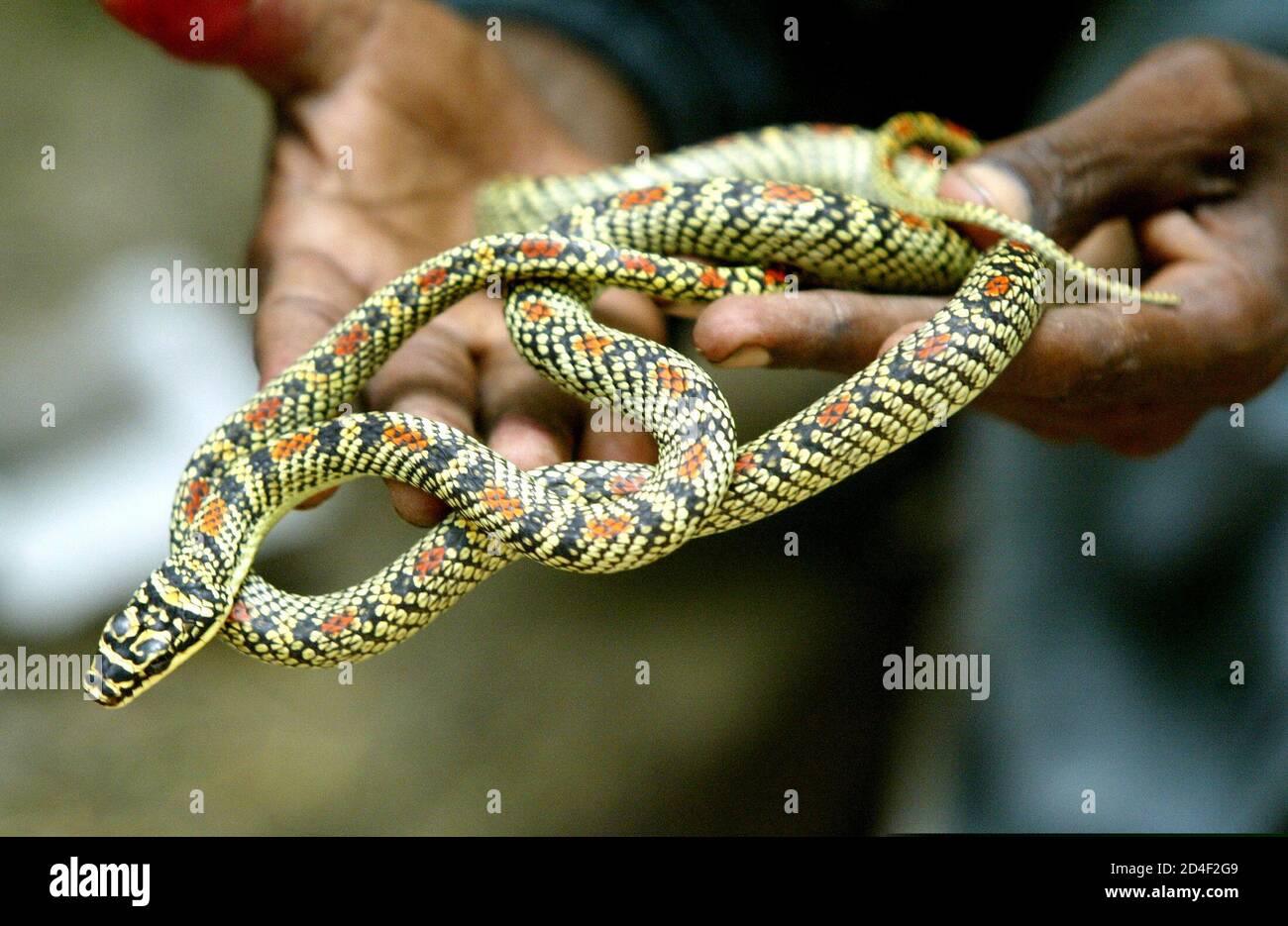 Hindu Goddess Of Snakes High Resolution Stock Photography and Images ...