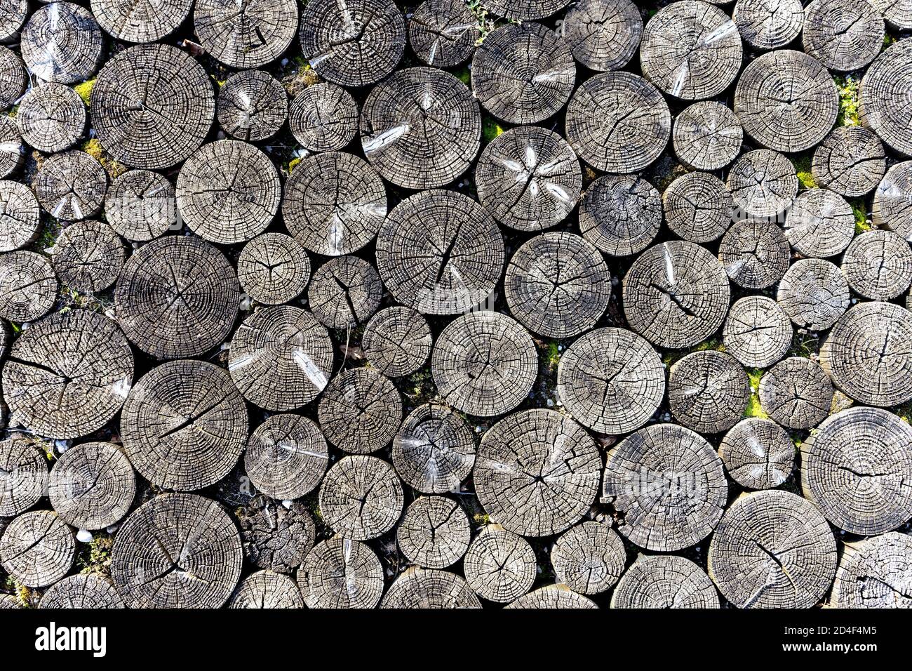The road in the park made of tree trunks Stock Photo - Alamy
