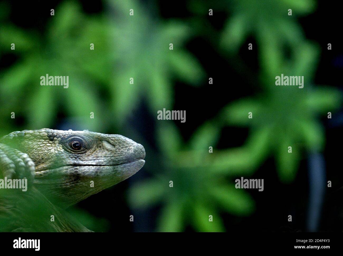 Savanna monitor lizard hi-res stock photography and images - Alamy