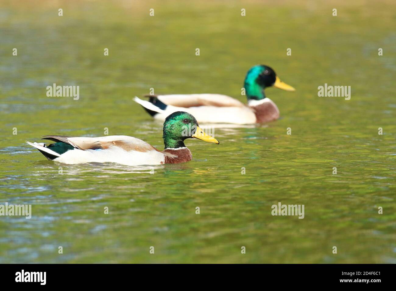Two male mallards swim hi-res stock photography and images - Alamy