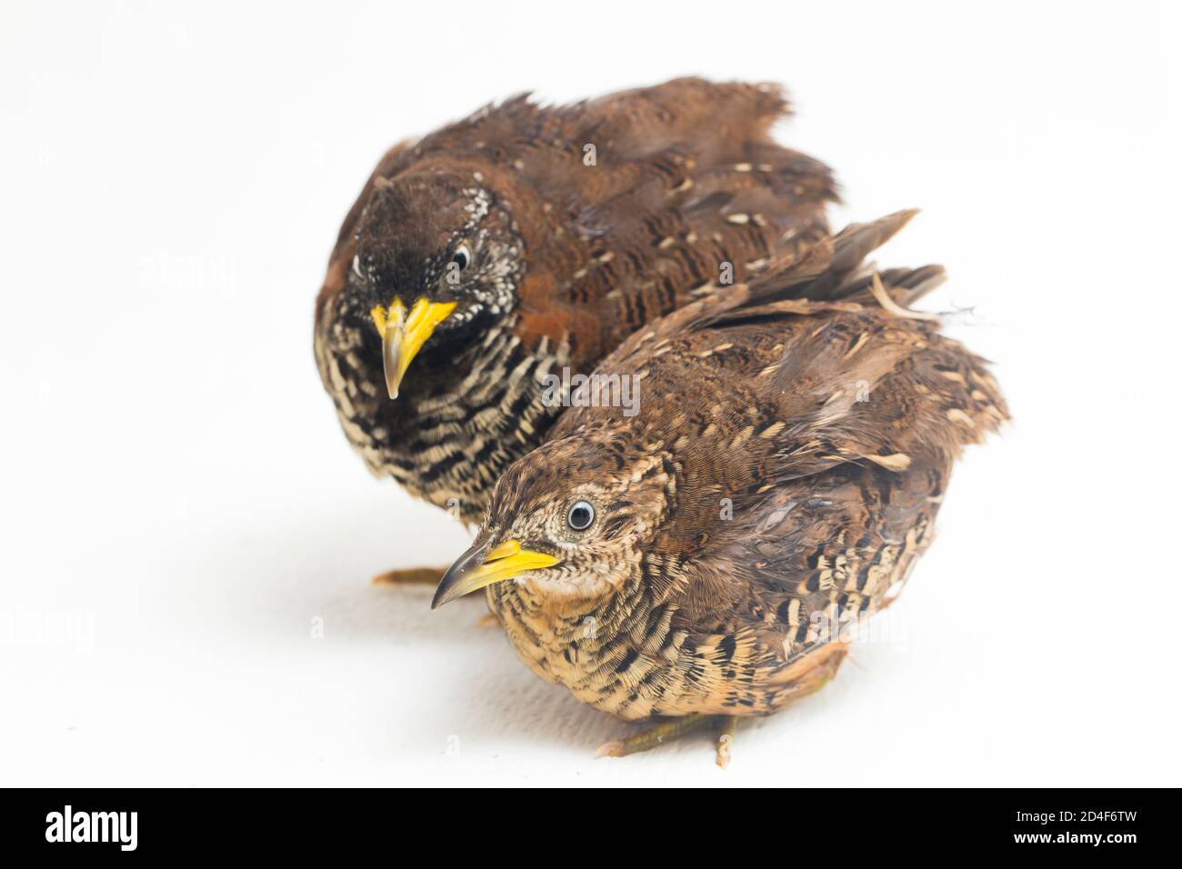 A pair of barred buttonquail or common bustard-quail (Turnix suscitator ...