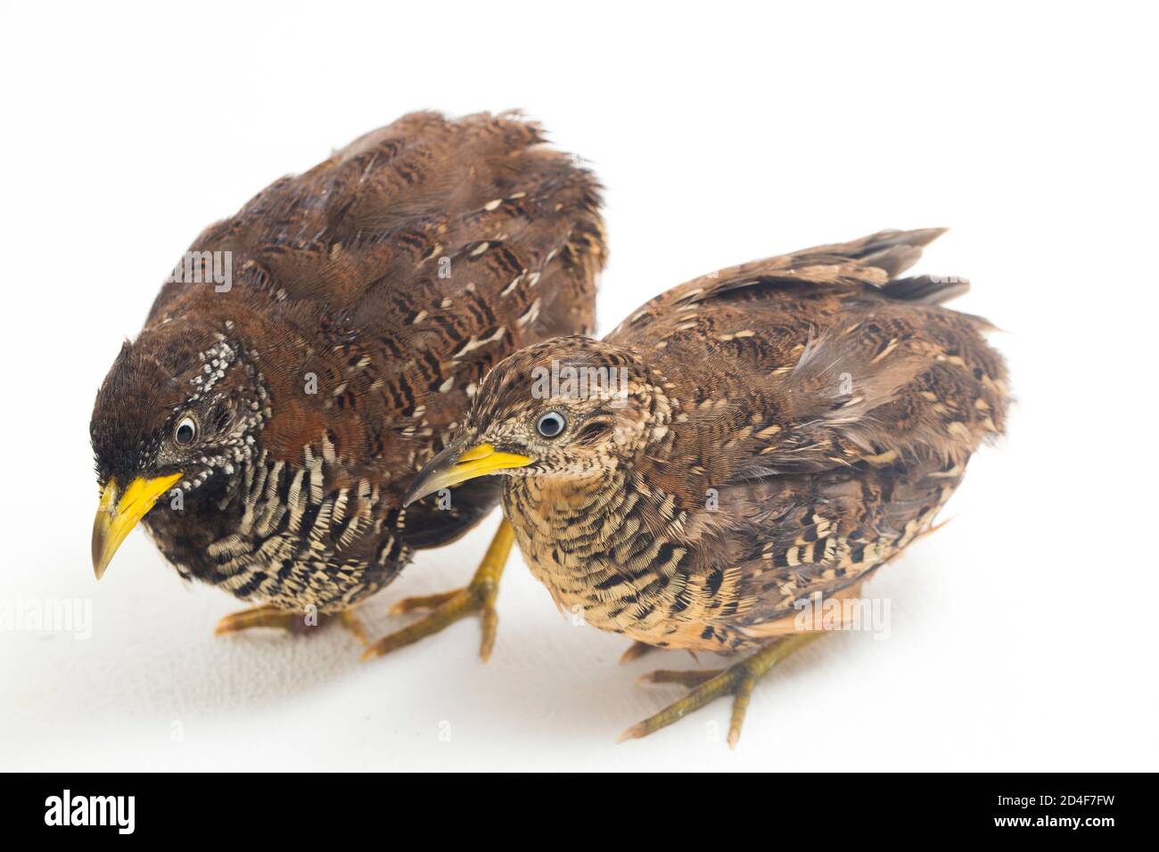 A pair of barred buttonquail or common bustard-quail (Turnix suscitator ...