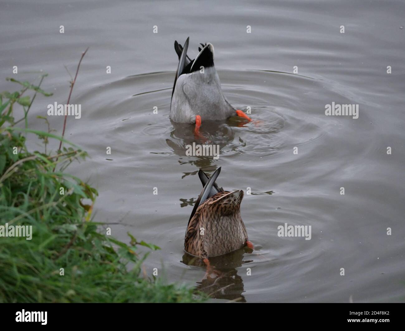 Ducks bobbing hi-res stock photography and images - Alamy